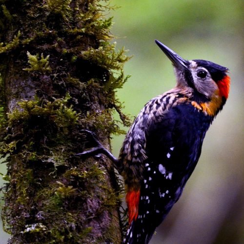 Bird Watching Destinations in Sikkim – Black Bird Tours